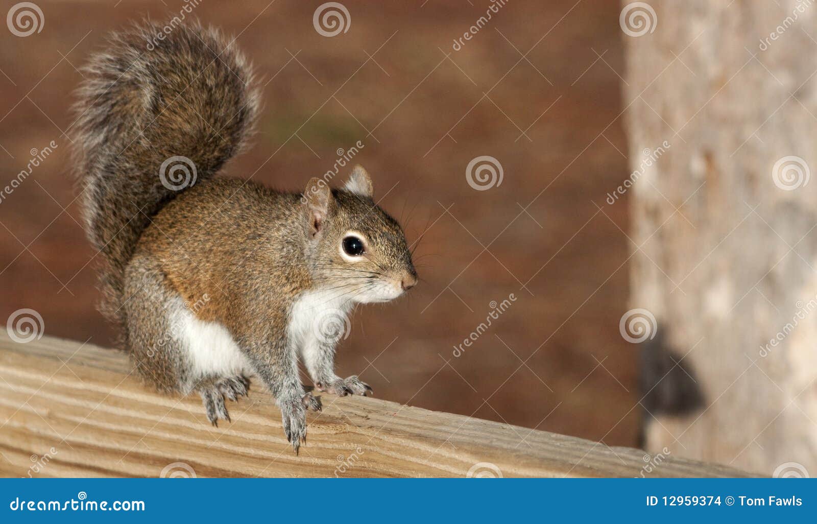 Brown Squirrel in Classic Squirrel Pose Stock Photo - Image of furry ...