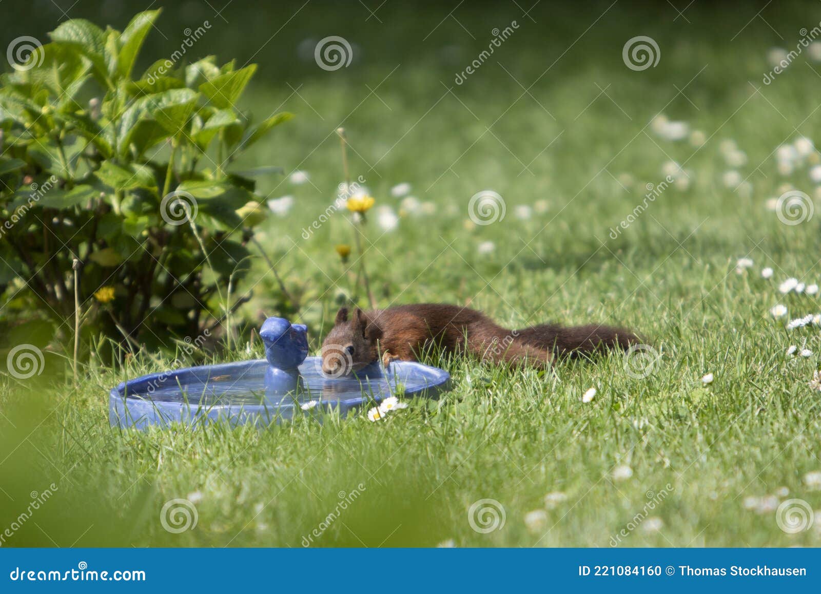 Brown Squirrel Drinking Water from a Bird Bath Stock Photo - Image of ...