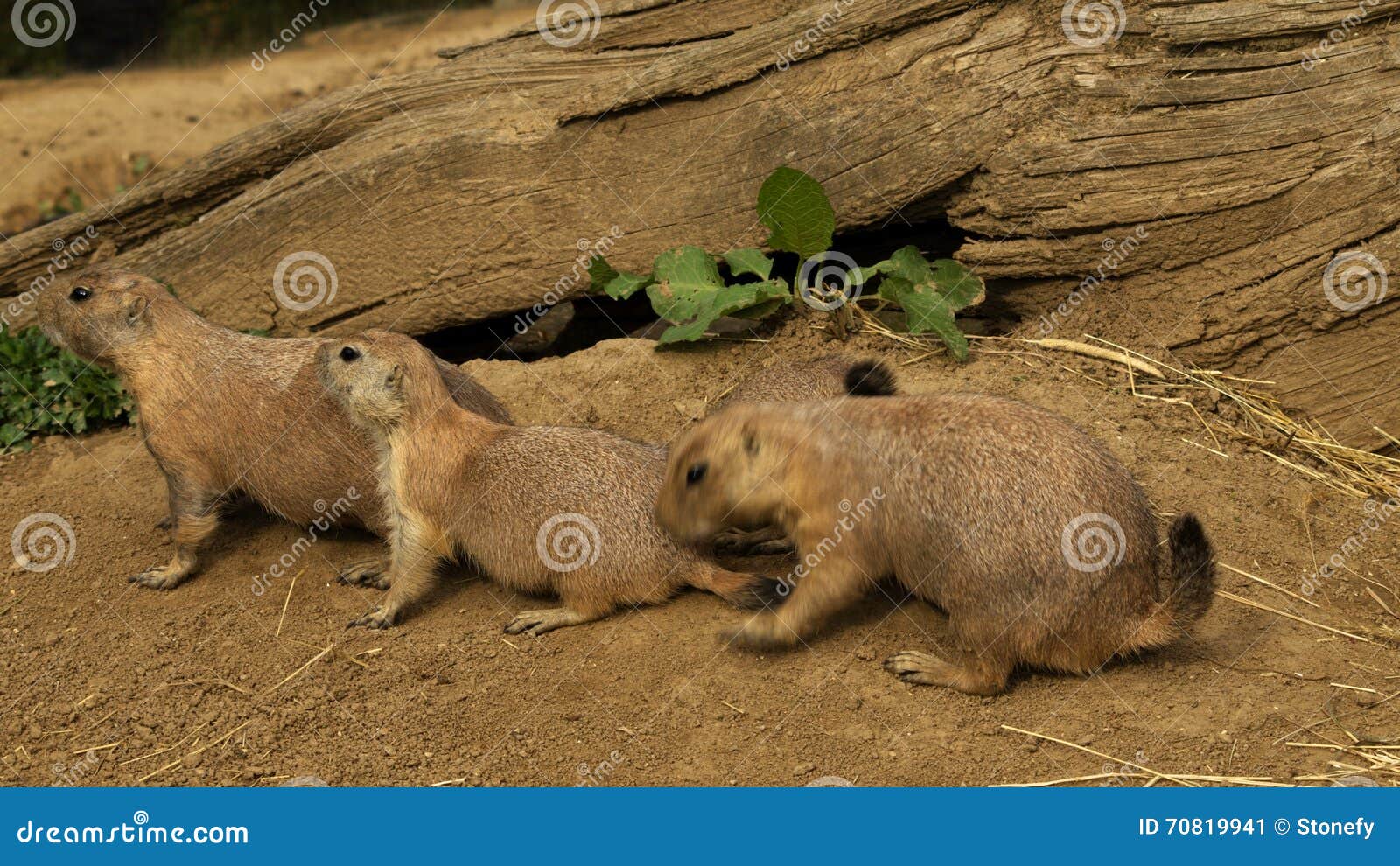 Brown squirrel family stock image. Image of gray, nose - 70819941