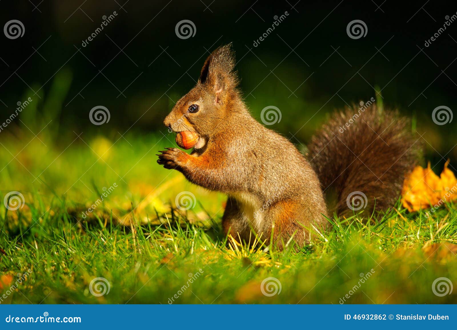 Brown Squirrel with Hazelnut on Grass Stock Photo - Image of fall ...