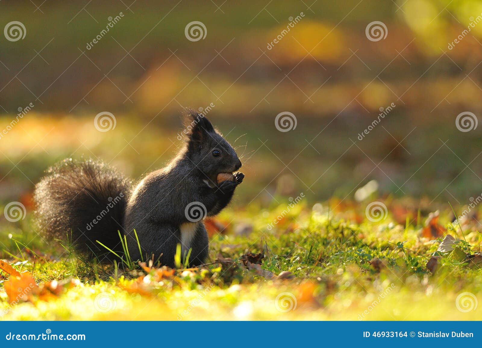 Brown Squirrel with Hazelnut on Grass Stock Photo - Image of animal ...