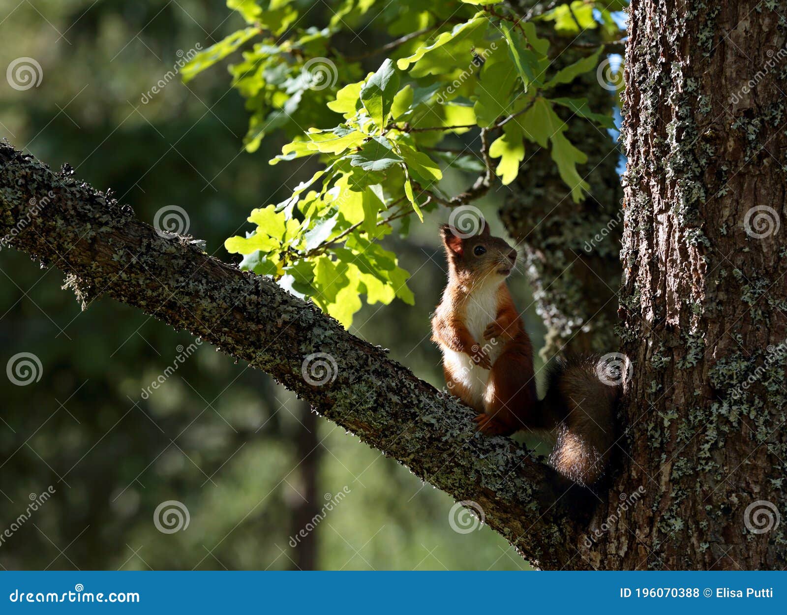 A Brown Squirrel Looking for Acorns in an Oak Tree Stock Photo - Image ...