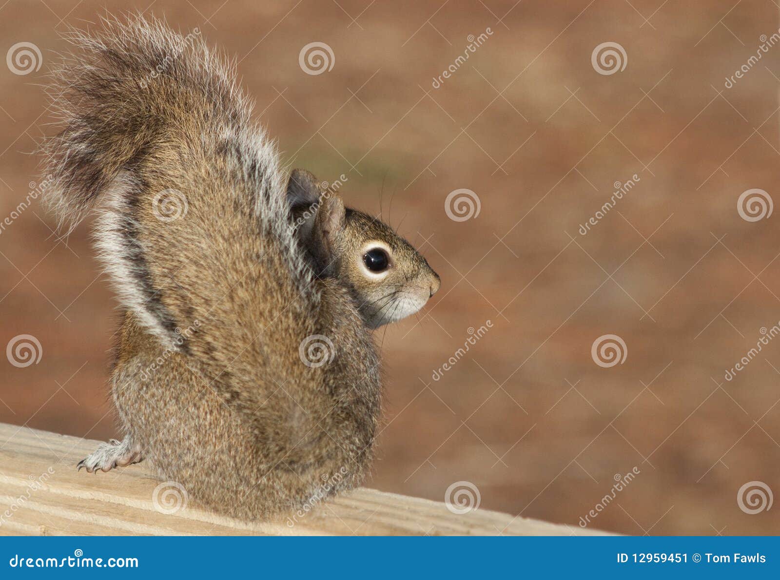 Brown Squirrel Looking Over it S Shoulder Stock Image - Image of hungry ...