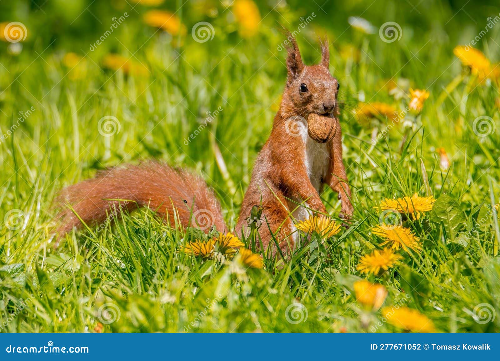 A Brown Squirrel Looks Around in the Grass Stock Photo - Image of green ...