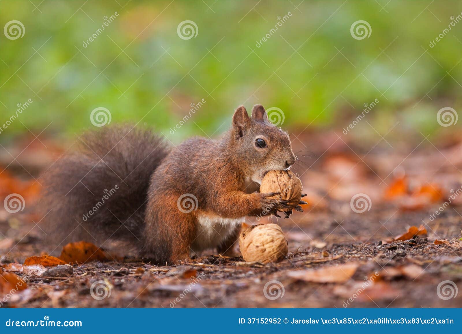 Brown squirrel with nuts stock photo. Image of looking - 37152952