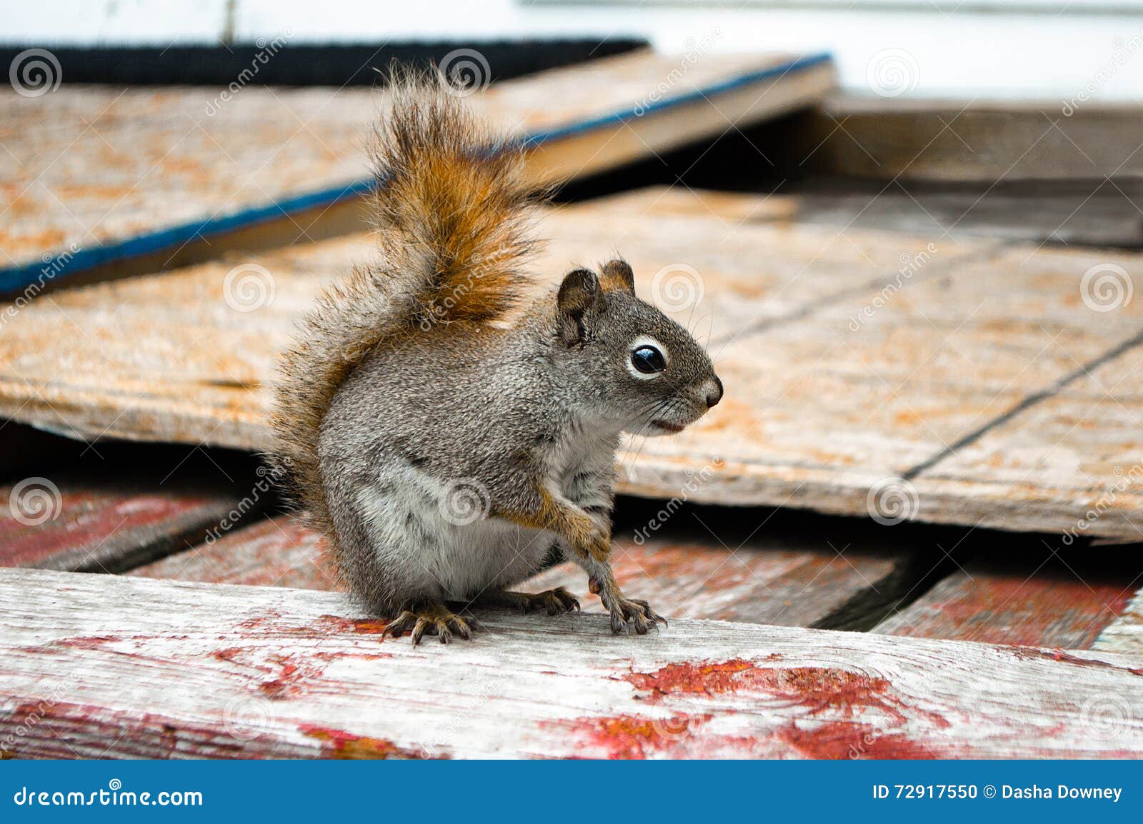 Brown squirrel. Side view. stock photo. Image of peanut - 72917550