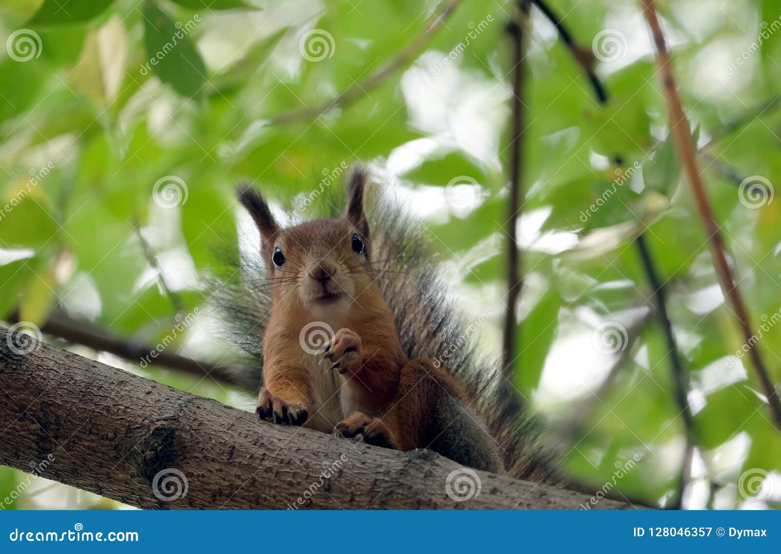 Brown Squirrel Sits Tree Branch in Thicket Summer Forest Closeup Stock Image - Image of closeup ...