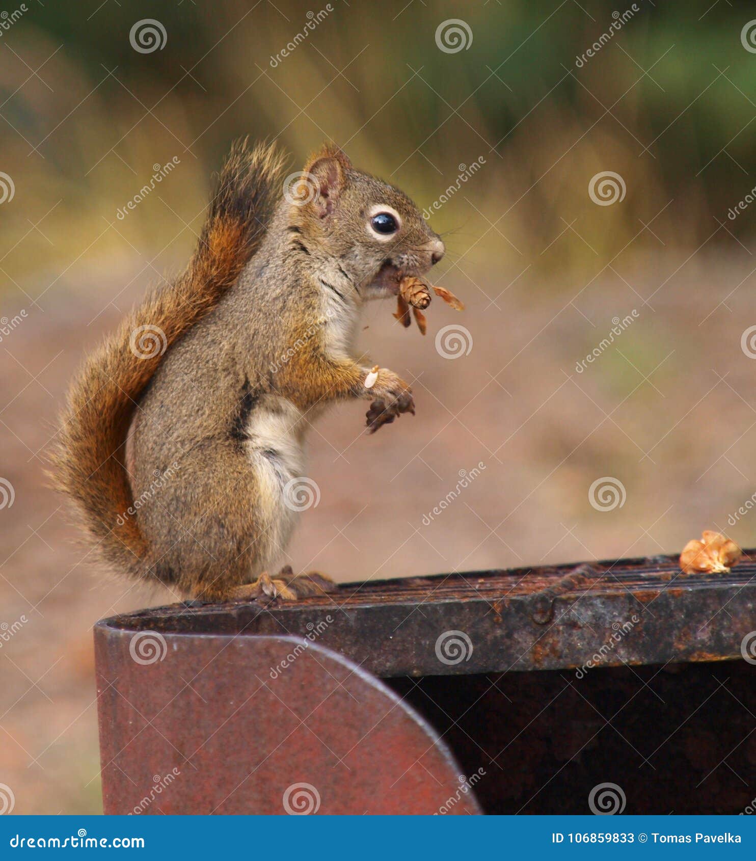 Brown Squirrel on Fire Ring Stock Image - Image of rodent, tree: 106859833