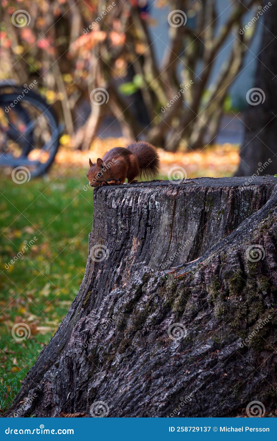 Brown Squirrel on Tree Stump in Park Setting in Lund Sweden during ...