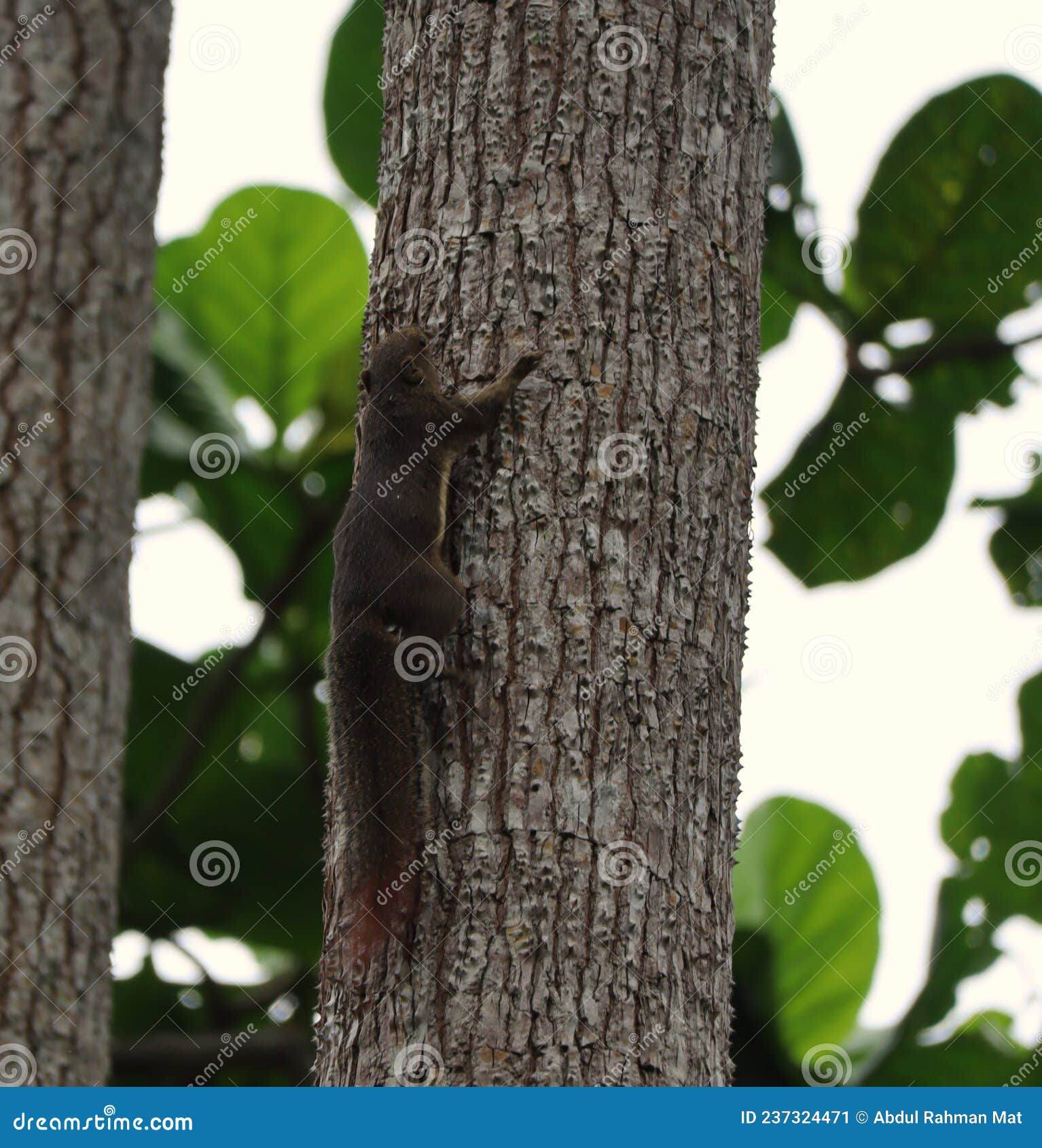 Brown Squirrel on the Tree Trunk Stock Image - Image of branch ...