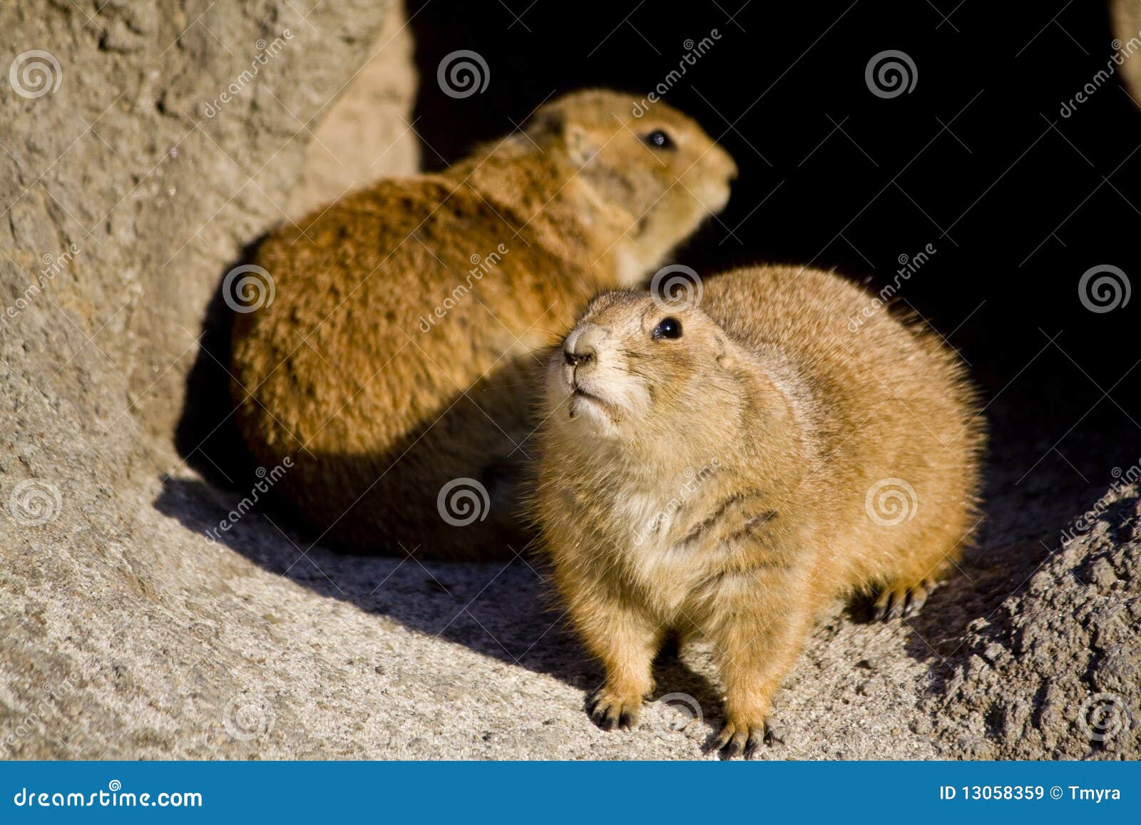Brown Squirrels in the Cave Stock Image - Image of squirrel, cute: 13058359