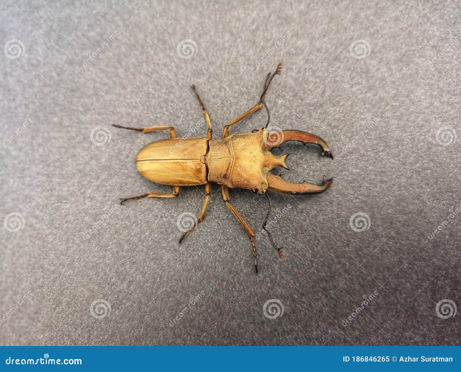 Brown Stag Beetle in Top View Stock Image - Image of brown, view: 186846265