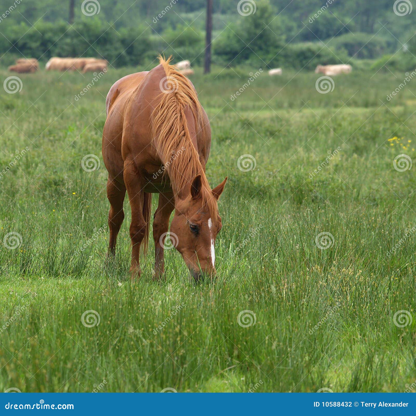 Brown stallion stock photo. Image of horse, brown, equus - 10588432
