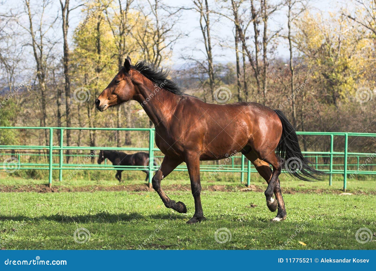 Brown stallion stock image. Image of pasture, field, equestrian - 11775521