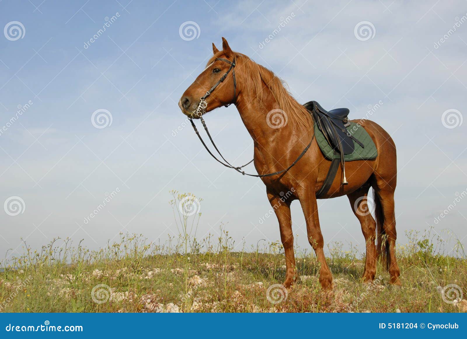 Brown stallion stock photo. Image of watching, beauty - 5181204