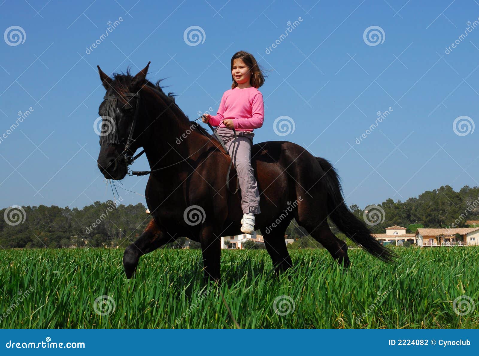 Brown stallion little girl stock photo. Image of male - 2224082