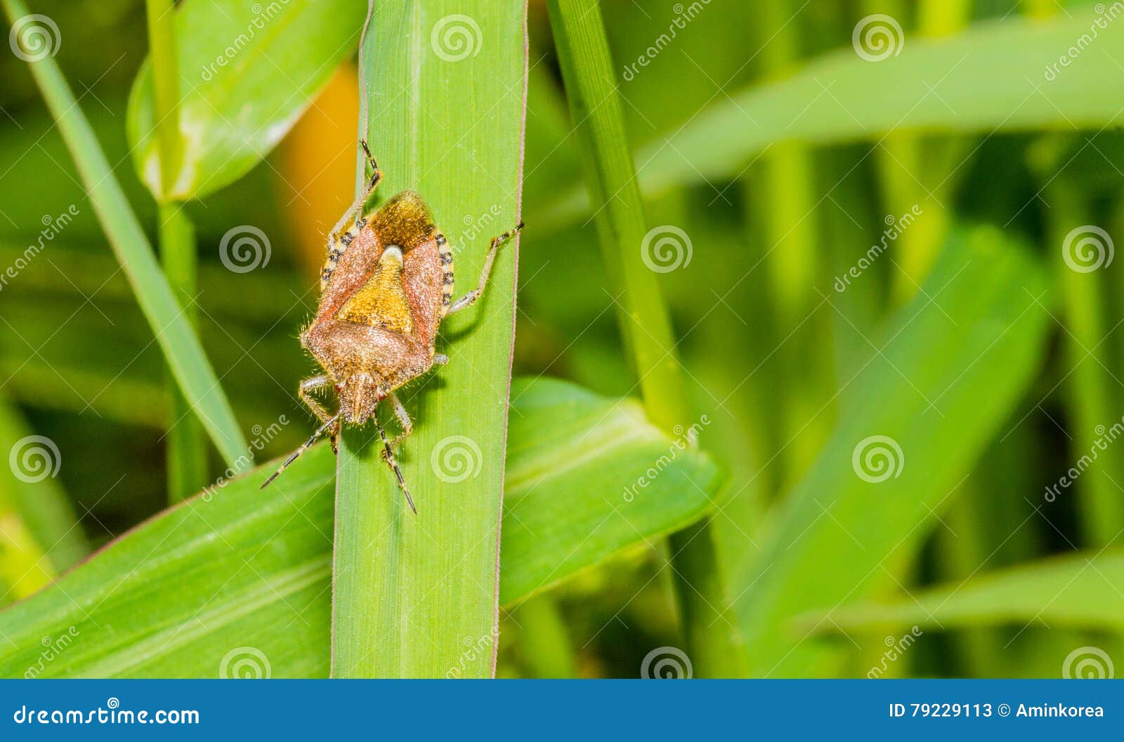 Brown Stick Bug Crawling on a Green Leaf Stock Image - Image of brown ...