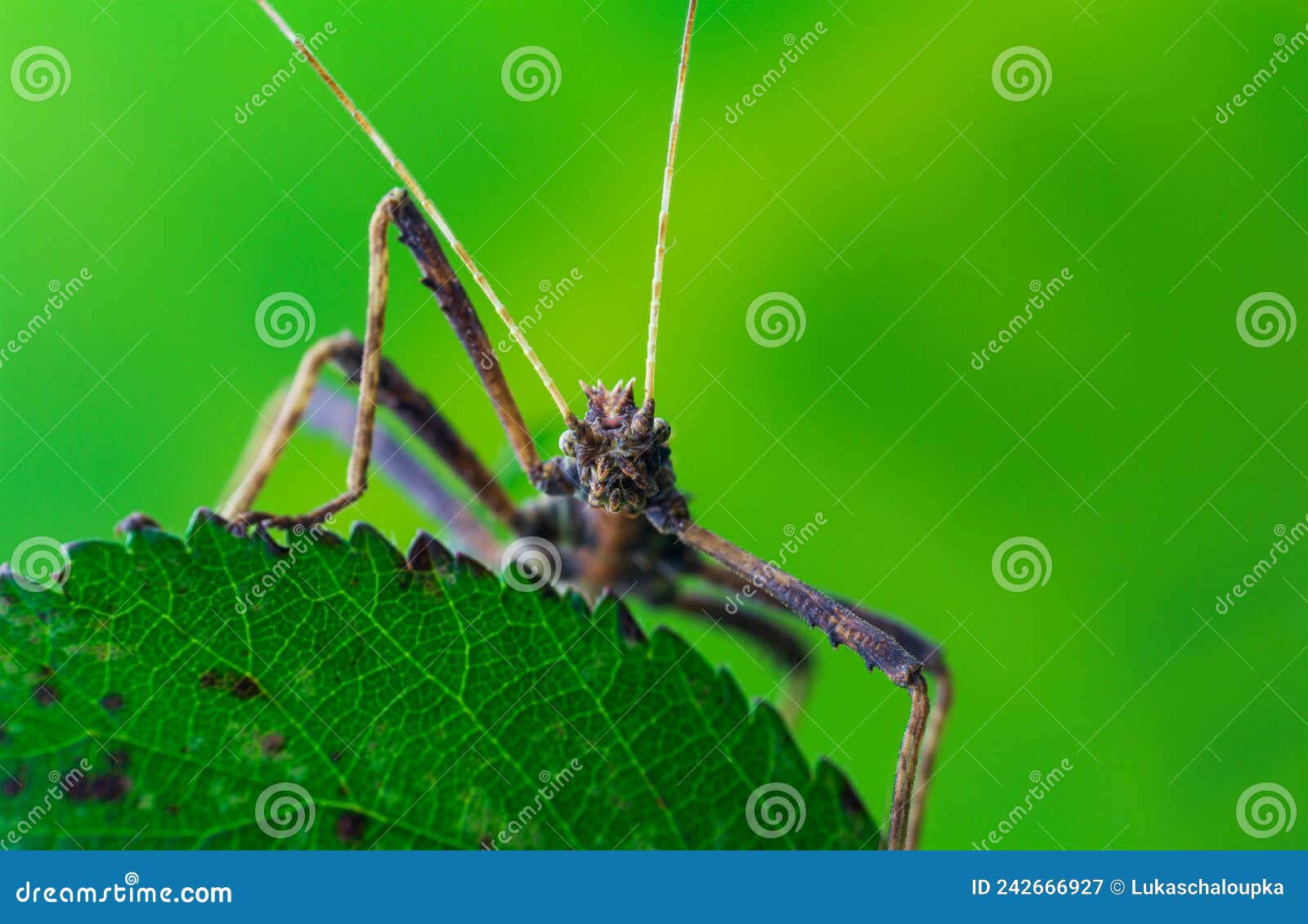 Brown Stick Bug, Walking Insect, Phasmatodea Standing on Leaf with ...