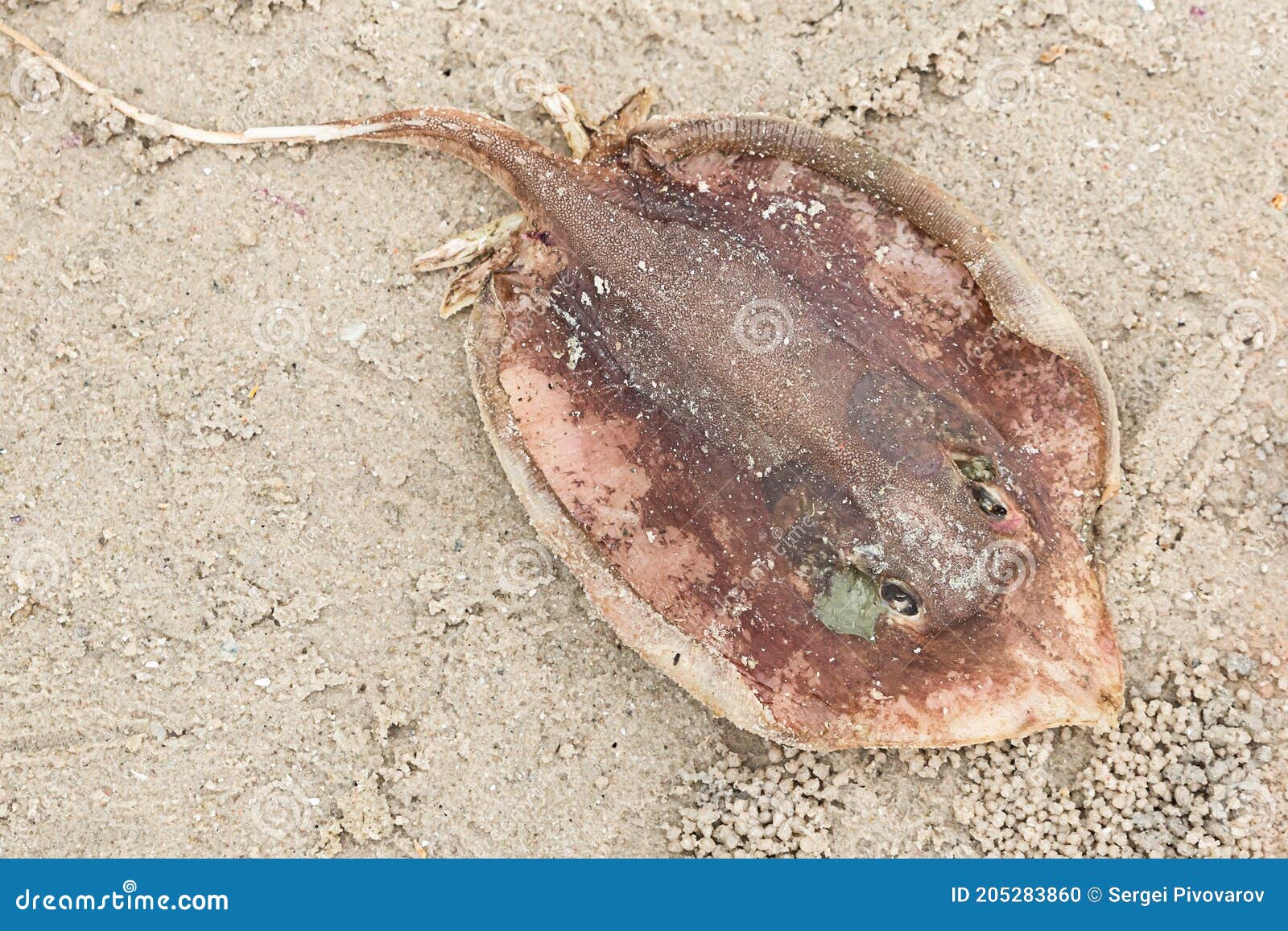 Brown Stingray with Long Tail Spike in Clear Water on a Sandy Beach ...