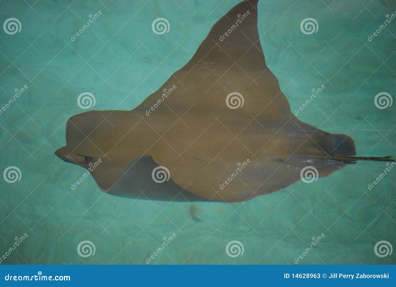 Brown Stingray Swimming in the Water Stock Image - Image of fishing ...