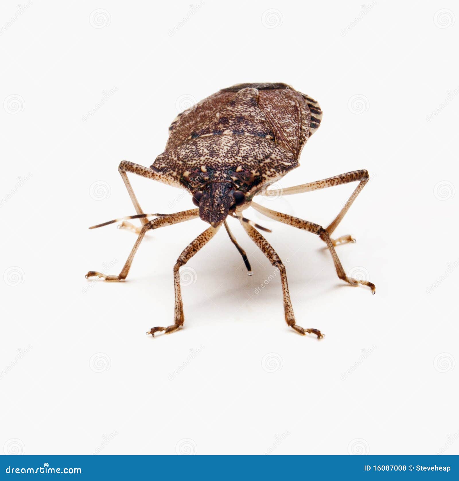 Brown Stink Bug stock photo. Image of hairy, macro, nature - 16087008