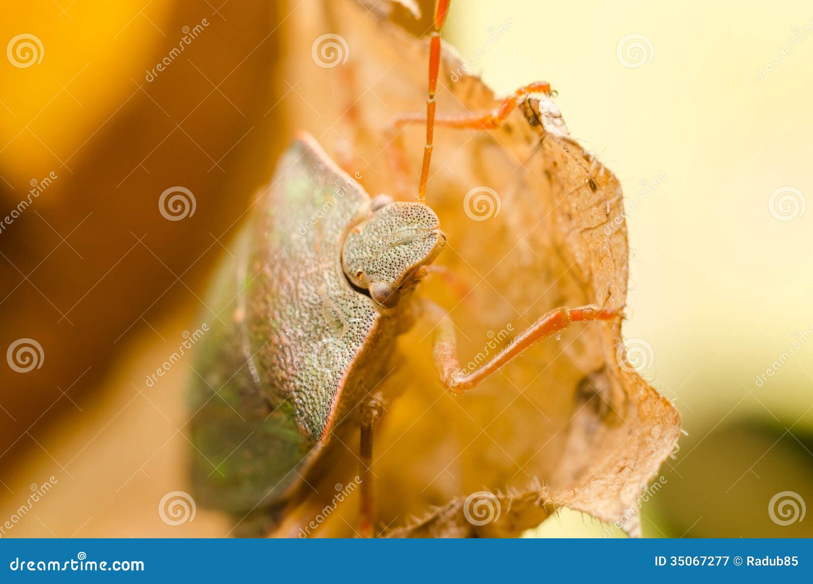 Brown Stink Bug or Shield Bug Stock Image - Image of nature, background ...