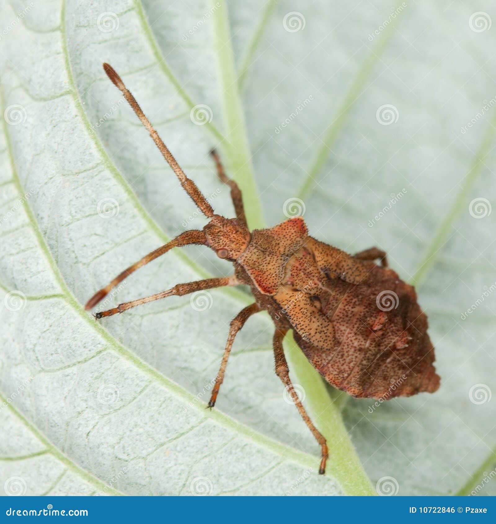 Brown Stink Bug Sitting on a Leaf Stock Photo - Image of garden, insect ...