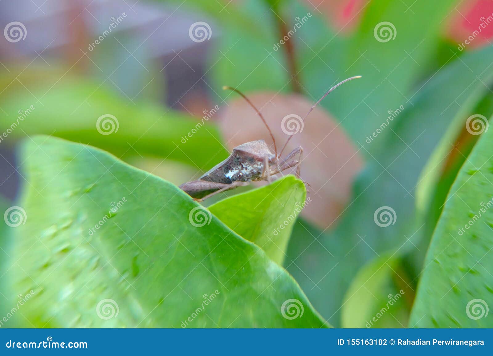 A Brown Stink Bug Stinky Bug Green on the Leave Stock Photo - Image of ...
