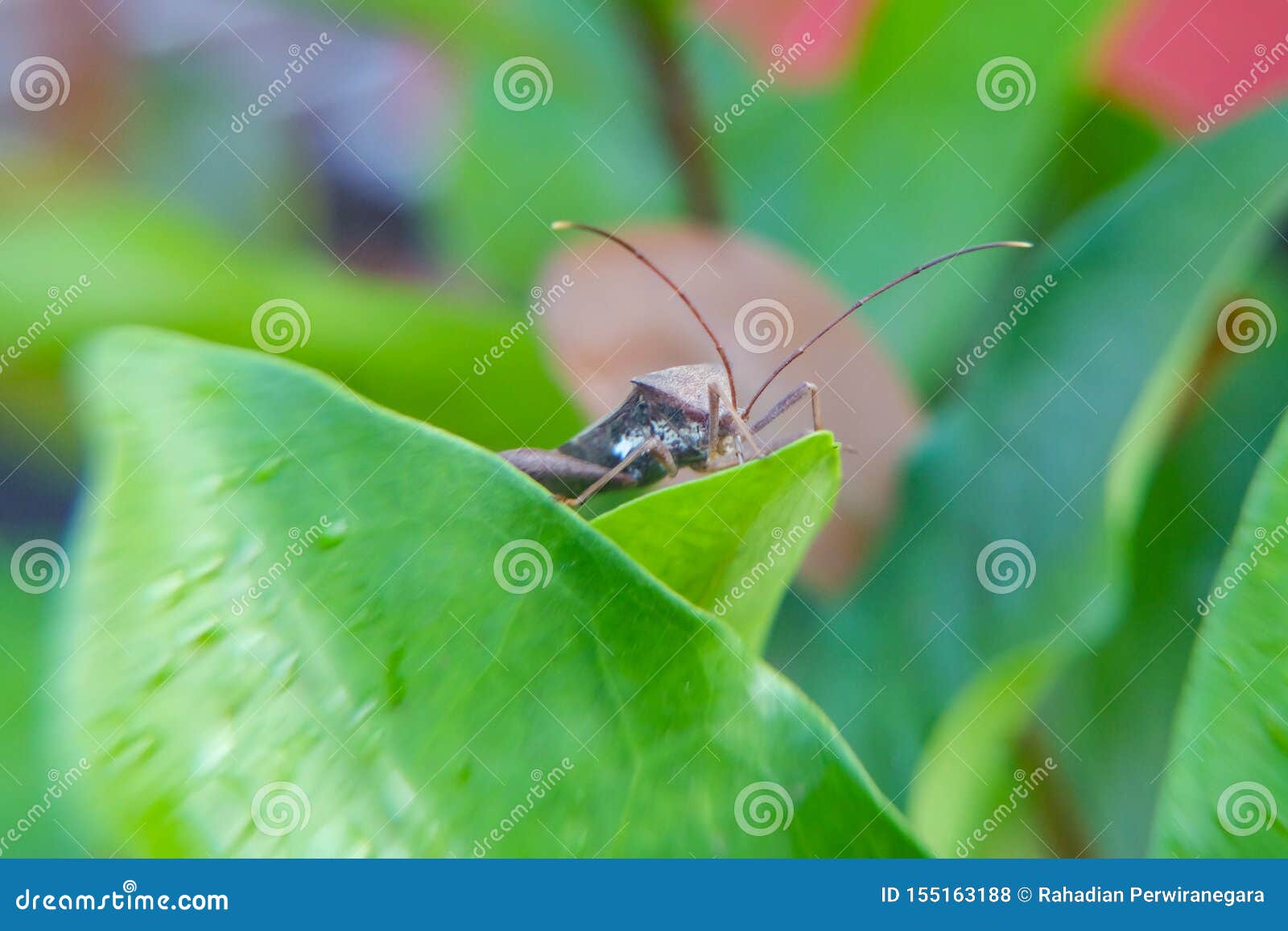 A Brown Stink Bug Stinky Bug Green on the Leave Stock Photo - Image of ...