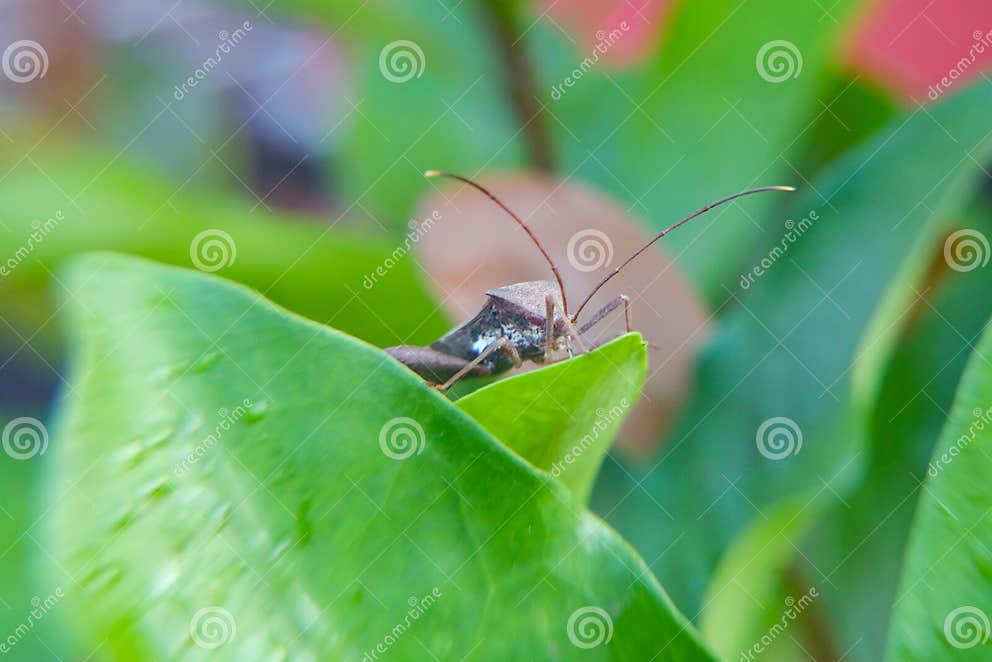 A Brown Stink Bug Stinky Bug Green on the Leave Stock Photo - Image of ...