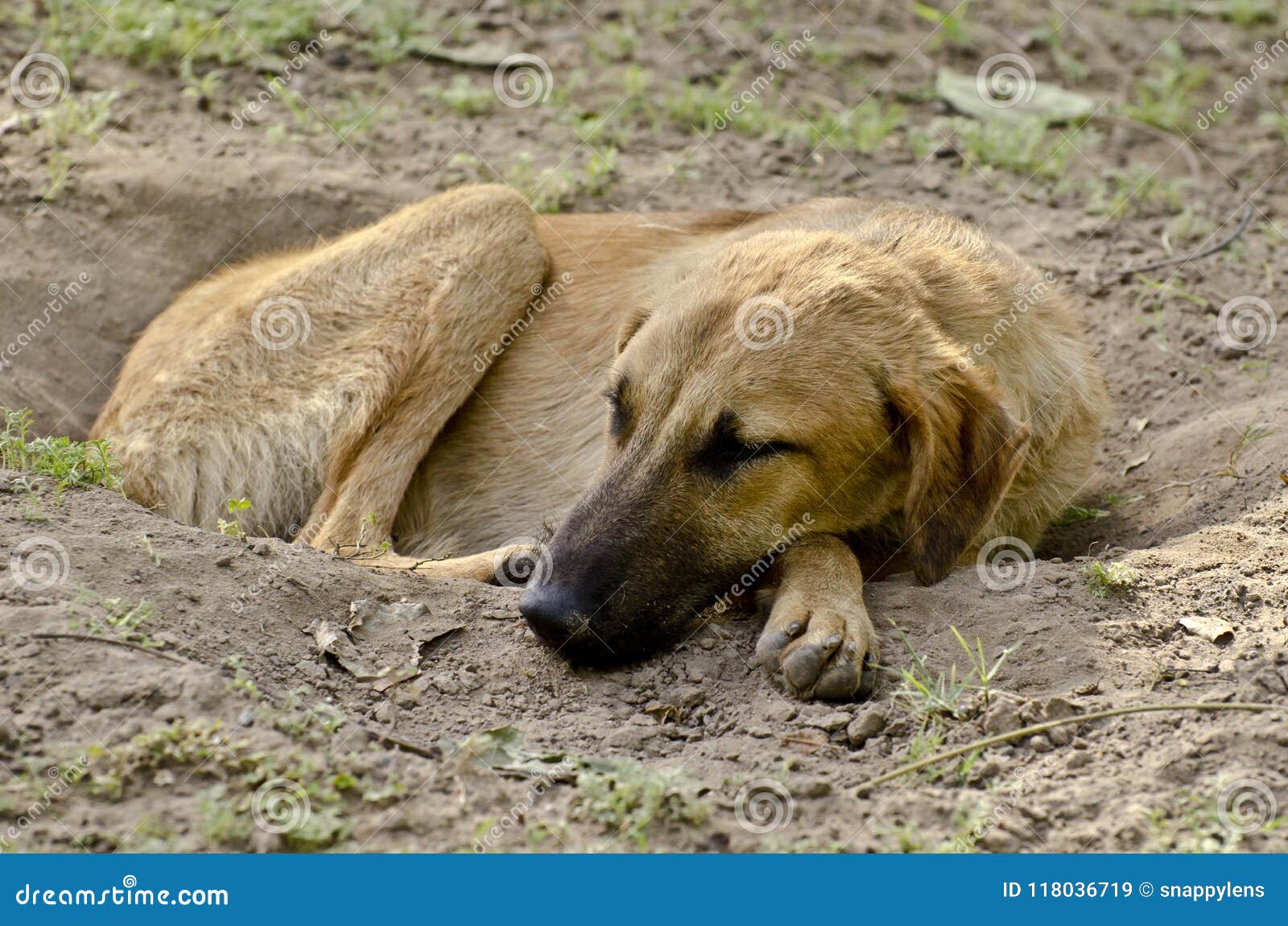 A Stray Dog Sleeping Calmly in a Ditch Stock Image - Image of brown ...