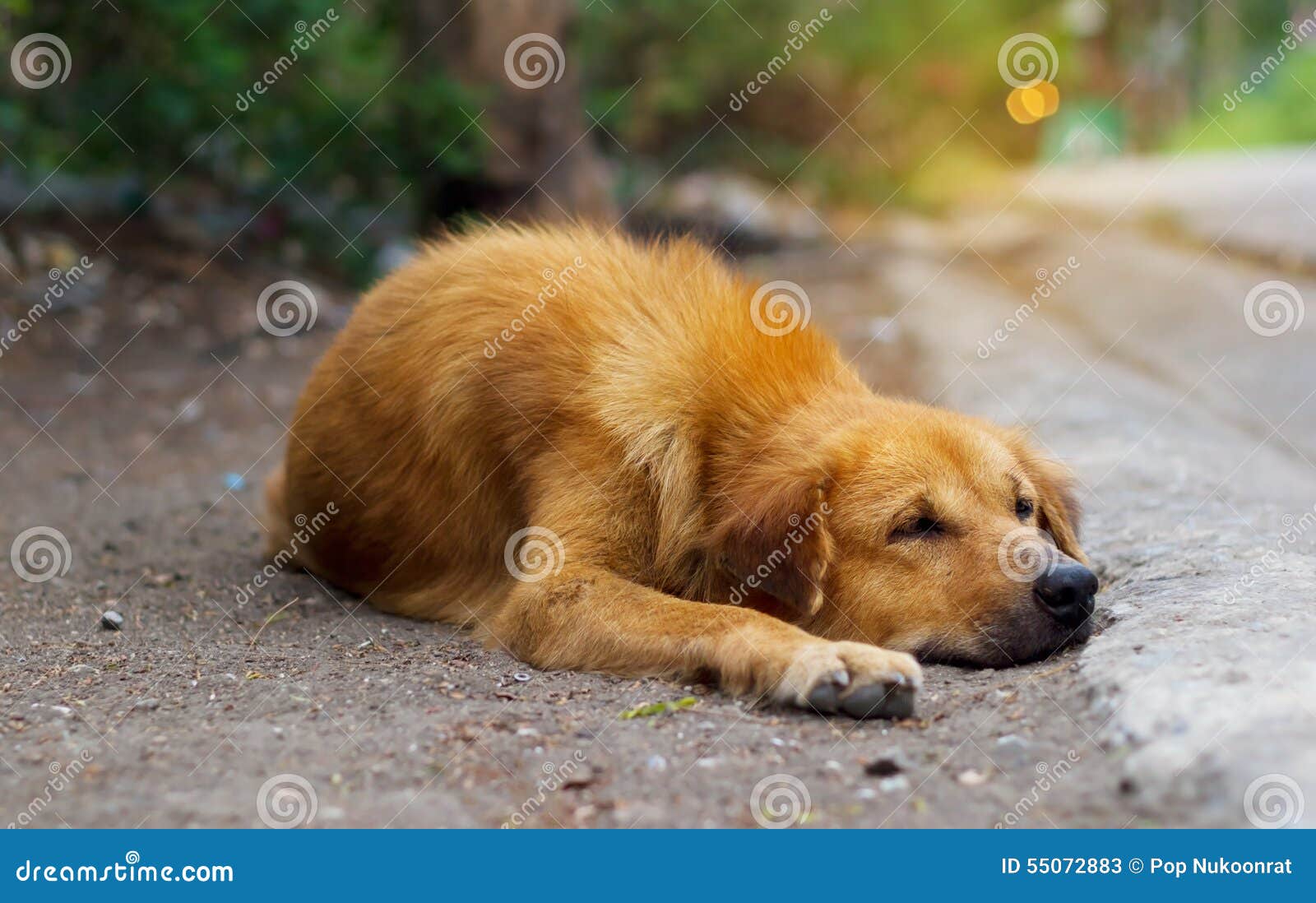 Brown Stray Dog on Street Background Stock Image - Image of companion ...