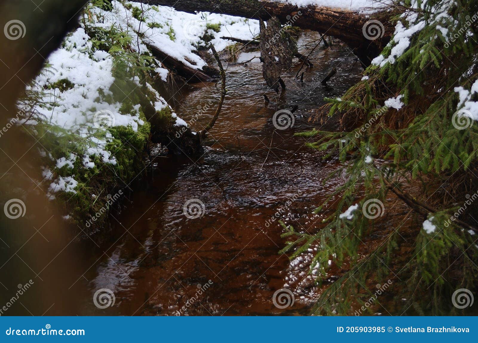 The Brown Stream with Clear Water in a Snowy Coniferous Forest in ...