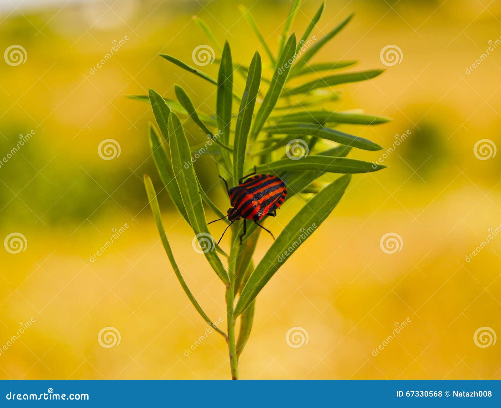 Brown Striped Bug Sitting on a Plant Stock Photo - Image of brown ...