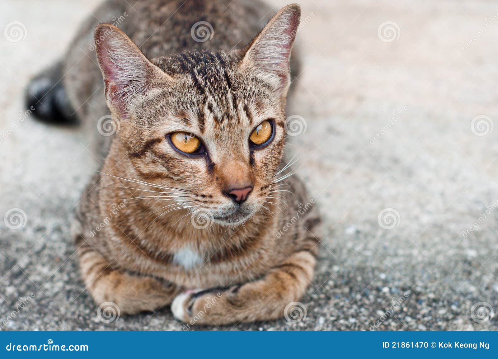 Brown Striped Cat Gazing Intensely Stock Photo - Image of brown, look ...