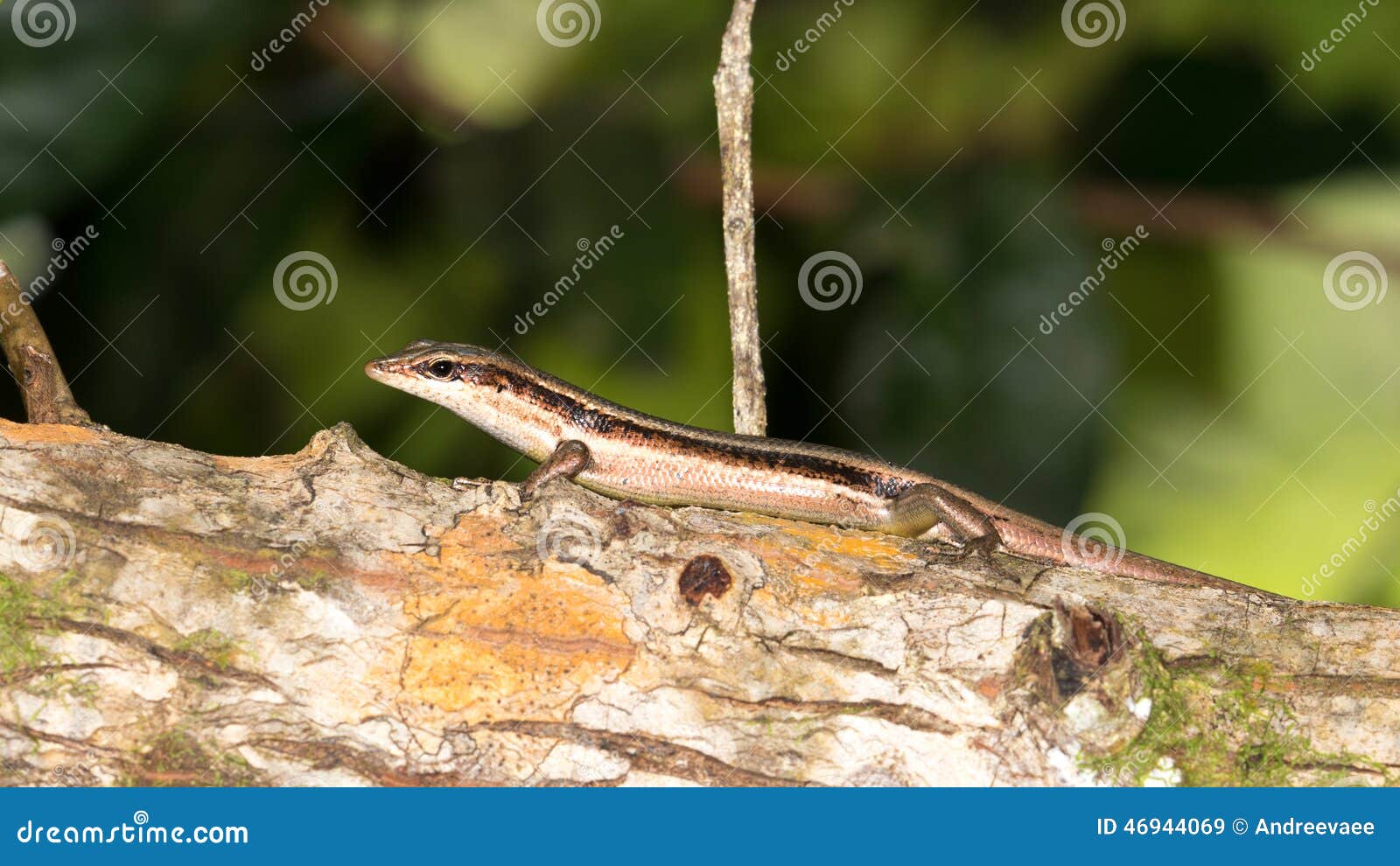 Brown striped lizard stock image. Image of small, color - 46944069