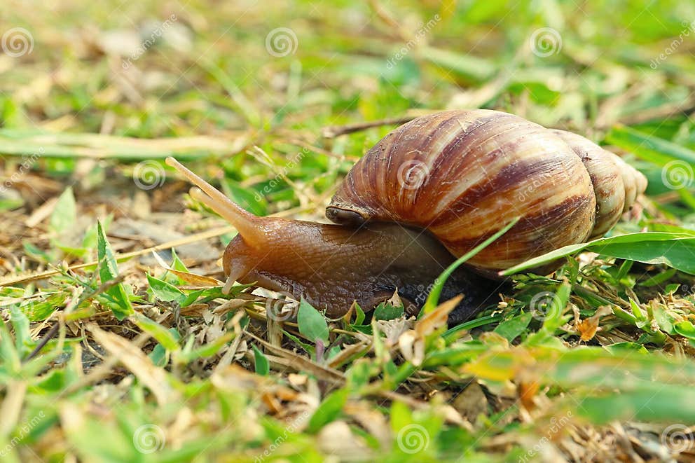 Brown Striped Shell Snail Crawling on Grass Field Stock Photo - Image ...