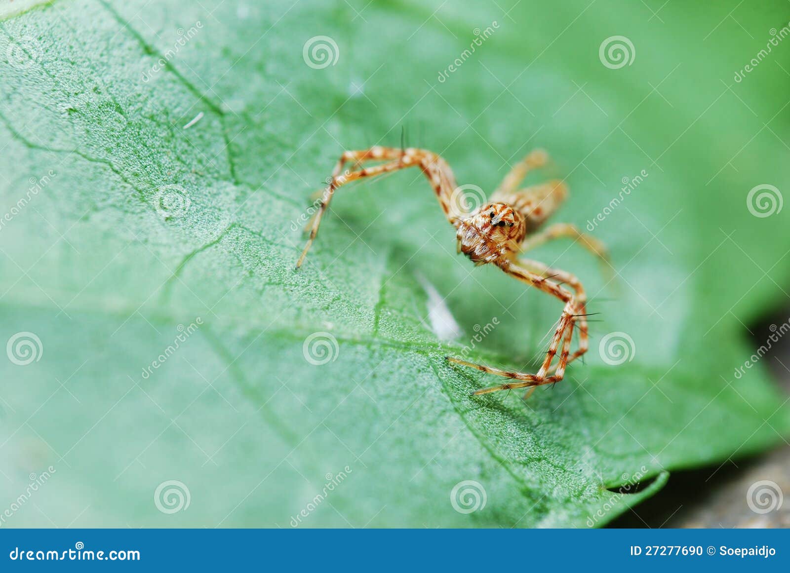Brown striped spider stock photo. Image of circle, insect - 27277690