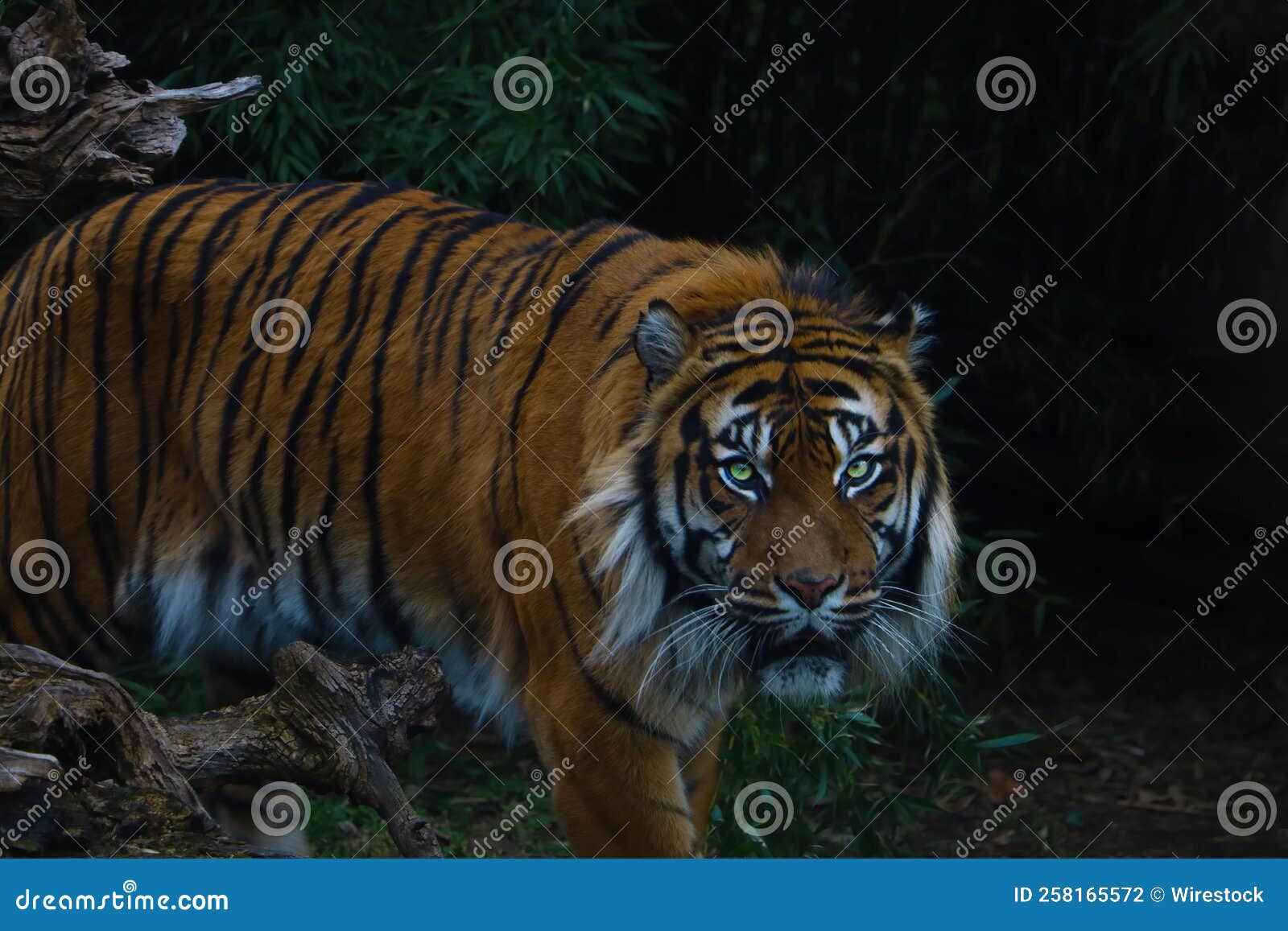 Brown Striped Tiger Looking at the Camera Stock Photo - Image of brown ...