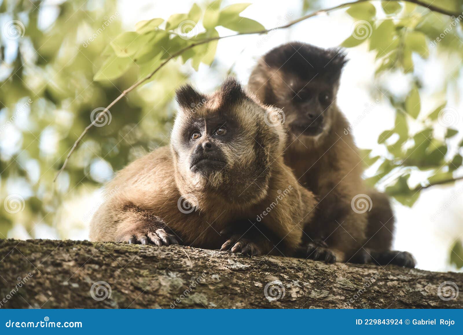 Brown Striped Tufted Capuchin Monkey, Stock Photo - Image of endangered ...