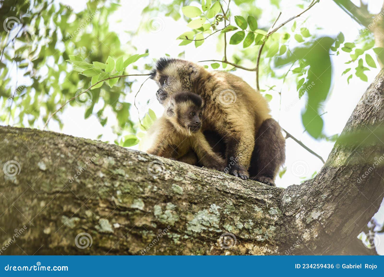Brown Striped Tufted Capuchin Monkey, Stock Photo - Image of forest ...