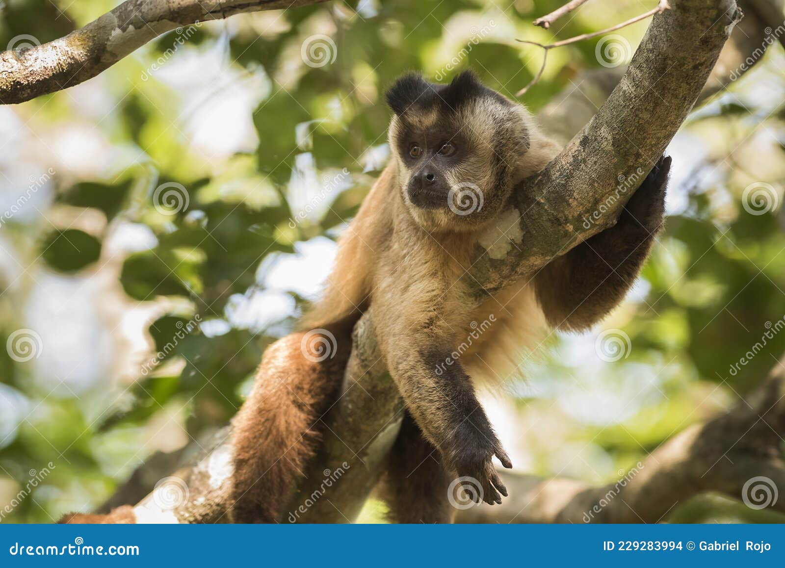 Brown Striped Tufted Capuchin Monkey Stock Photo - Image of amazonas ...