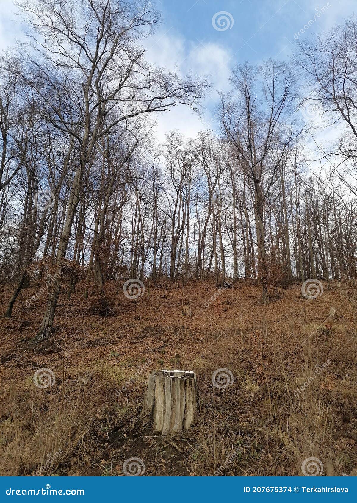 Brown stump stock photo. Image of grass, plant, trail - 207675374