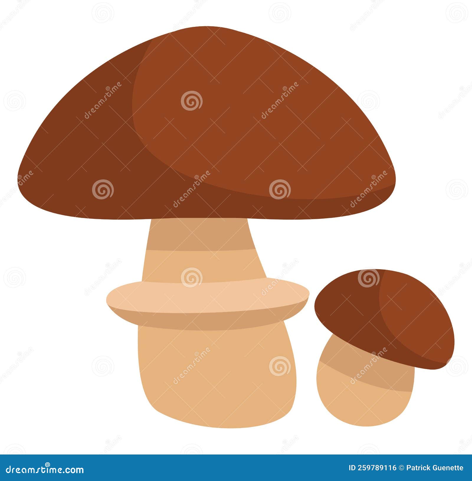 Suillus Luteus, Slippery Jack Or Sticky Bun Mushroom Closeup Digital ...