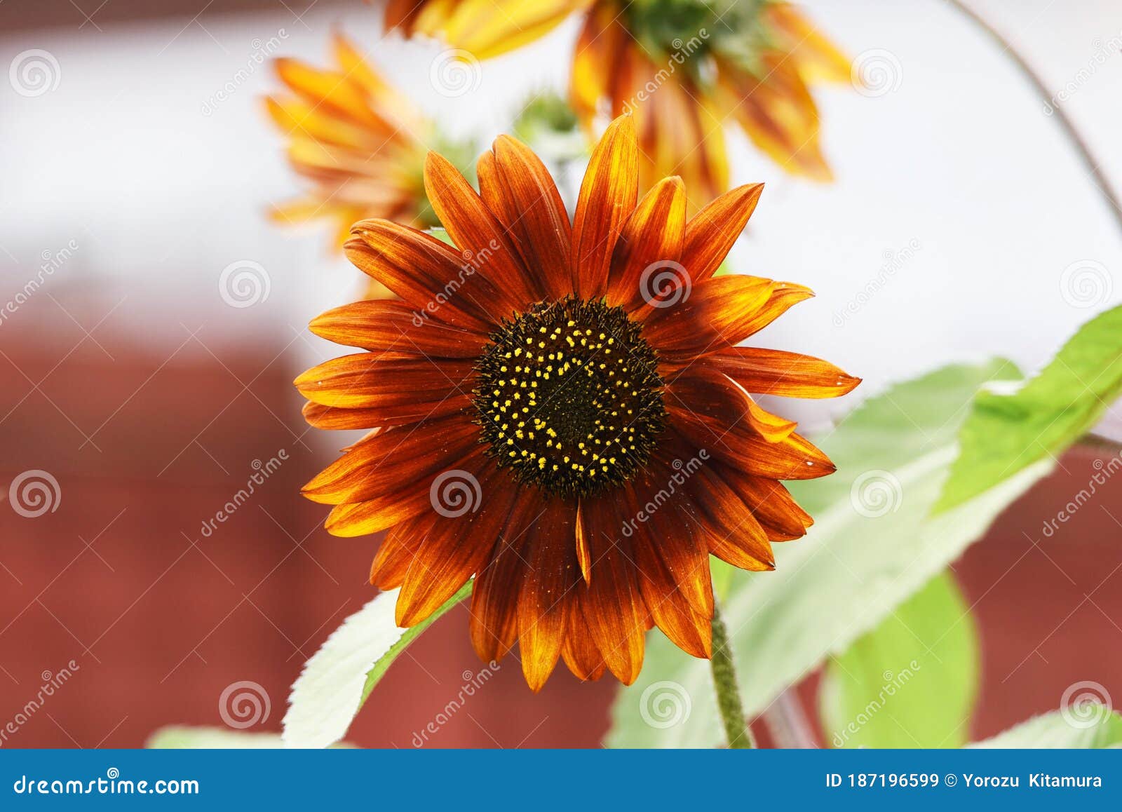 Brown sunflowers stock image. Image of floral, blooming - 187196599