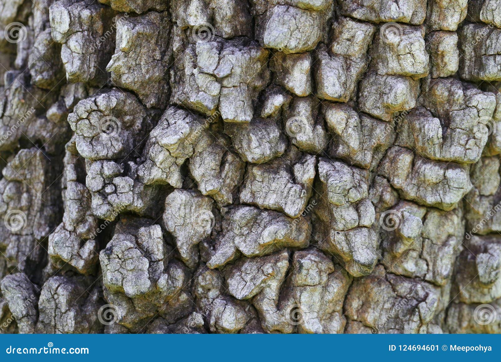 Brown Surface Shell of a Tree for Design. Stock Image - Image of grain ...