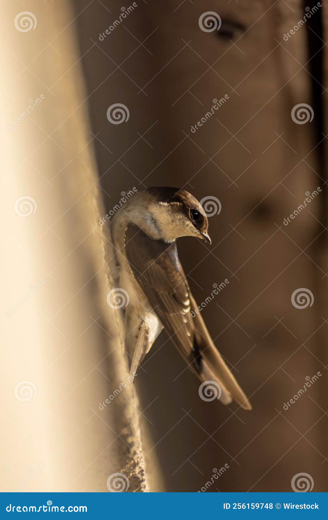 Brown Swallow Bird Perching on the Wall Stock Photo - Image of fauna ...