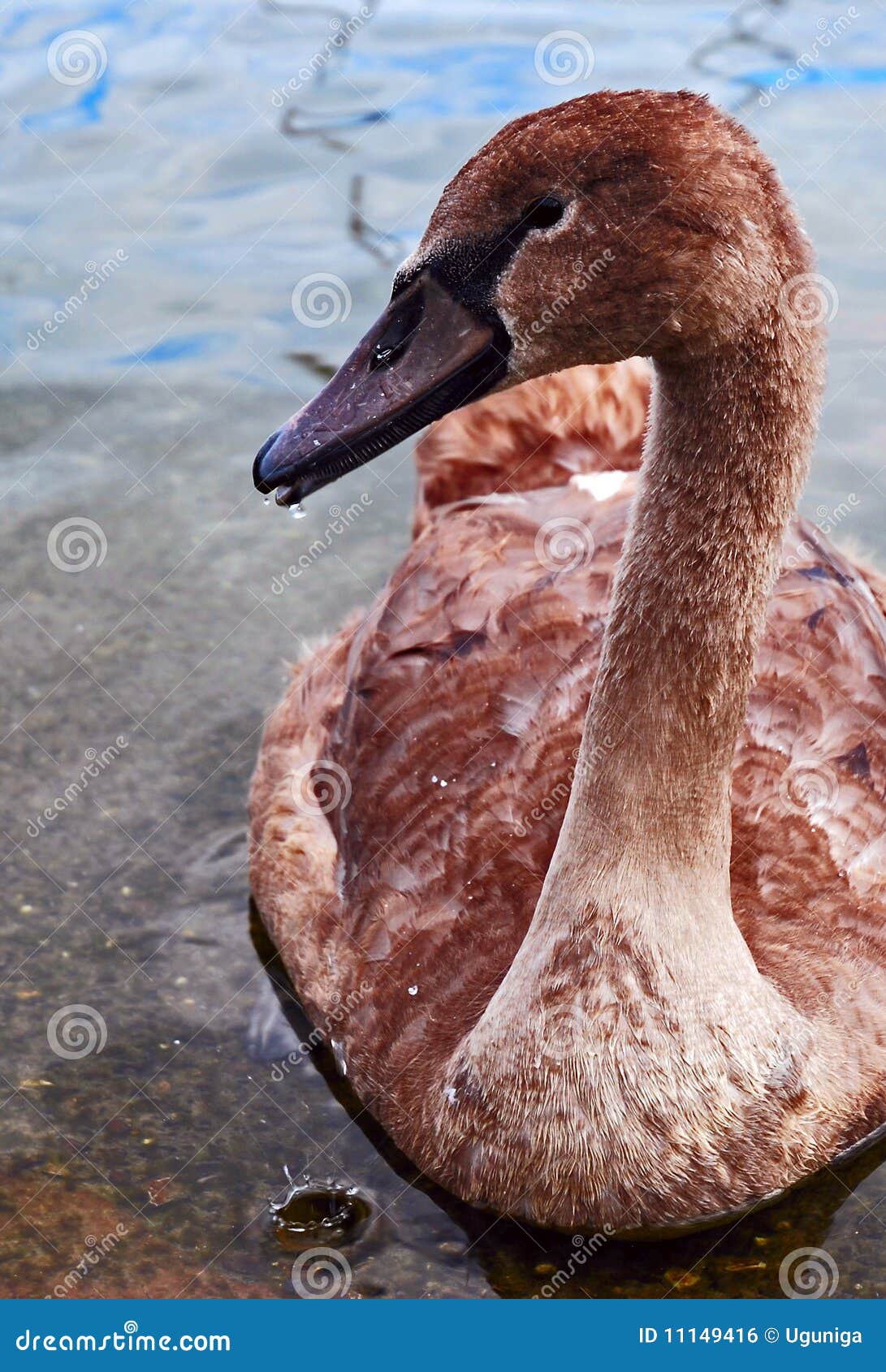 Brown swan stock photo. Image of fauna, neck, intrepid - 11149416