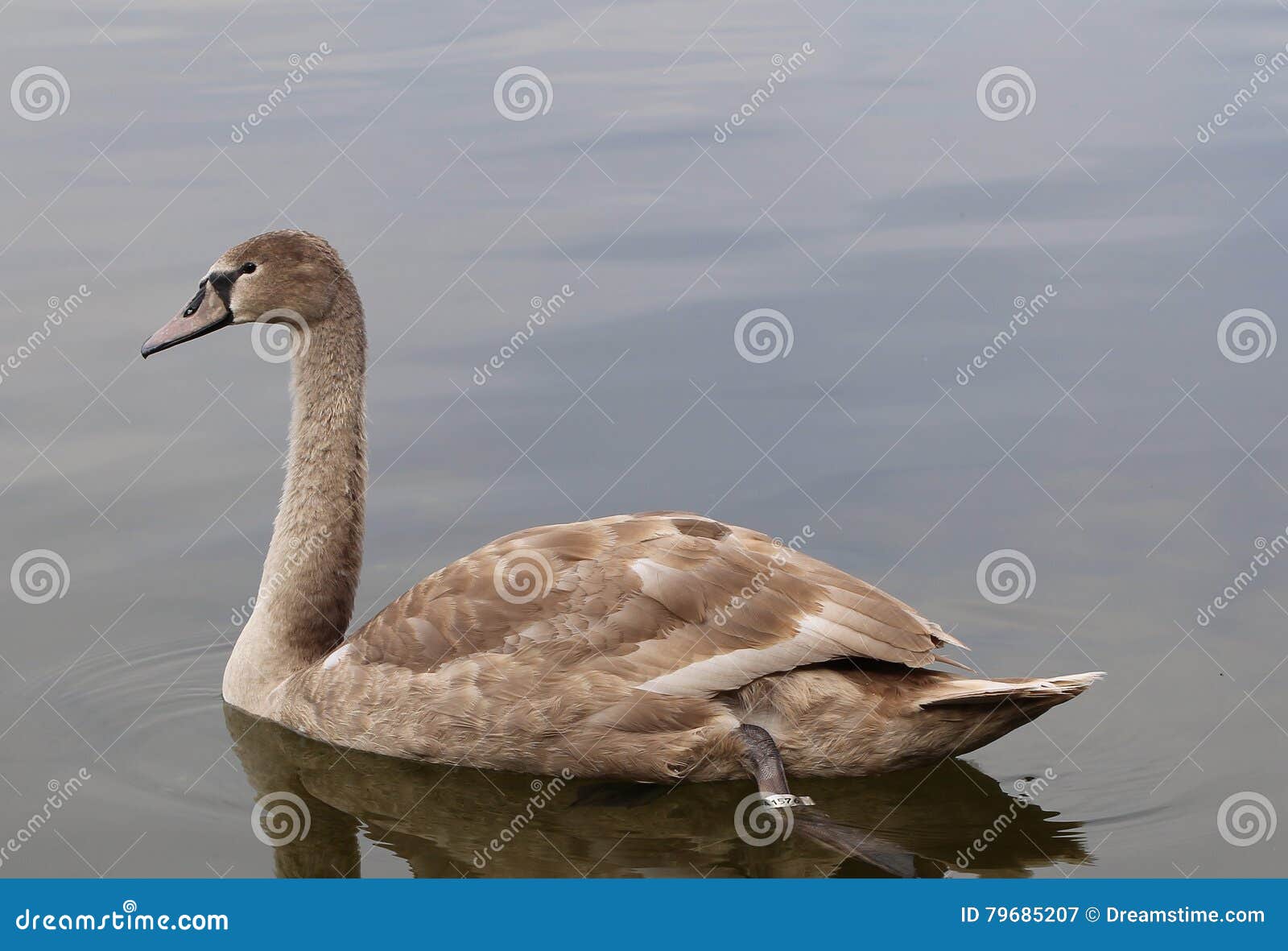 Brown swan stock image. Image of plumage, nature, nbrown - 79685207
