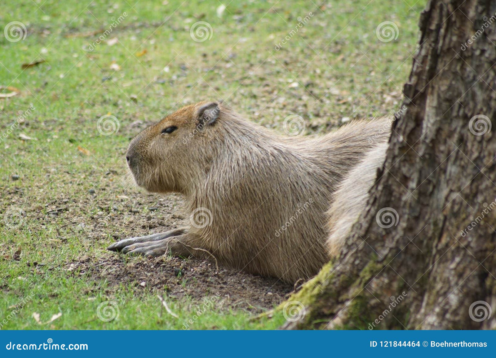 Capybara in the sun stock photo. Image of summer, capybara - 121844464